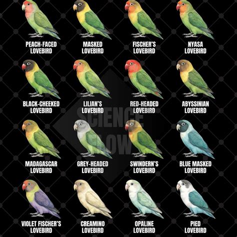 5 Bird Species Educational Png Designs Backyard Birds Songbirds