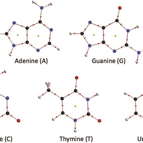 Molecular Graphs For The Nucleobases Adenine A Guanine G Cytosine Download Scientific