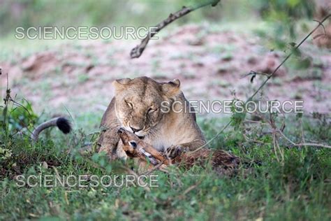 lioness kills impala stock image science source images