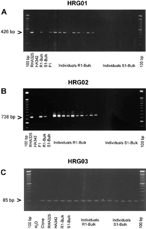 Ac Conversion Of Rapd Markers Into Scar Markers A Marker Opk13454 Download Scientific