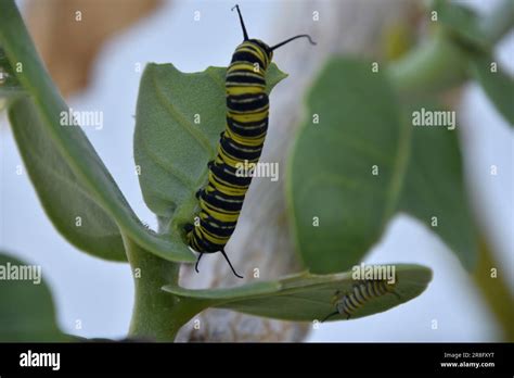 Munching Monarch Caterpillar Eating Leaves Of A Giant Milkweed Stock