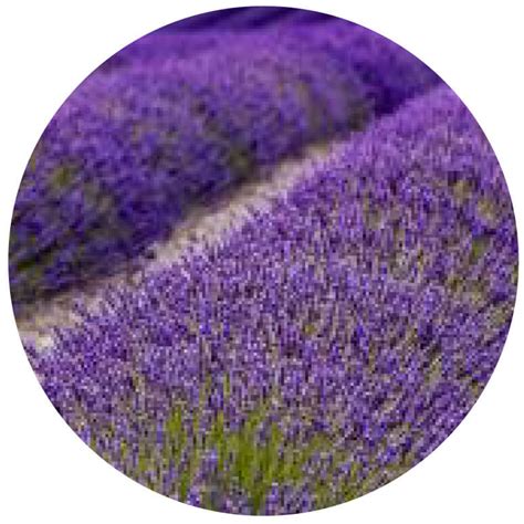 Lorrie Hargis International School Of Aromatherapy International School