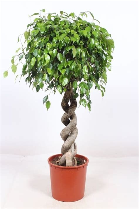 Ficus Benjamina Exotica — Plant Wholesale Floraccess