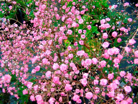 Многолетнее садовое растение Гипсофила — фото описание и уход Основные виды и размножение растения