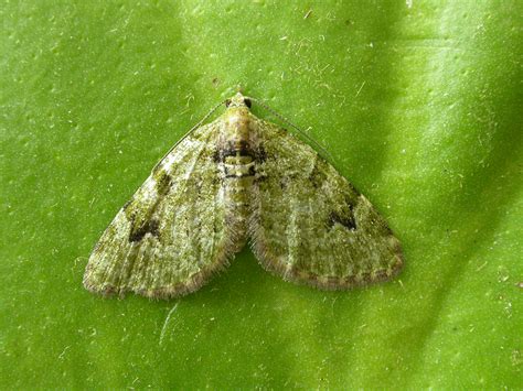 70 142 V Pug Chloroclystis V Ata Dumfries Galloway Moths