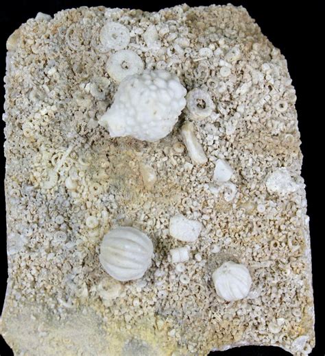 Echinoderm Plate Blastoids And Crinoids Missouri 21110 For Sale