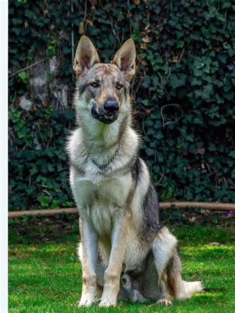 Perro Lobo Checoslovaco Un Híbrido Inteligente Tiktok