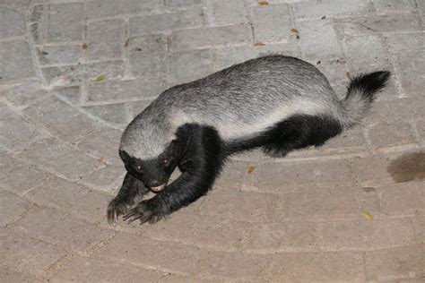 Honey Badger Vs Python Vs Jackal