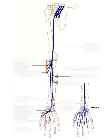 Median Nerve Diagram Quizlet