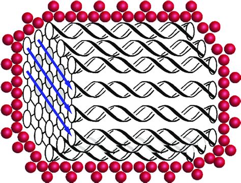 hypothetical scheme of the hexagonal packing of linear ds dna molecules