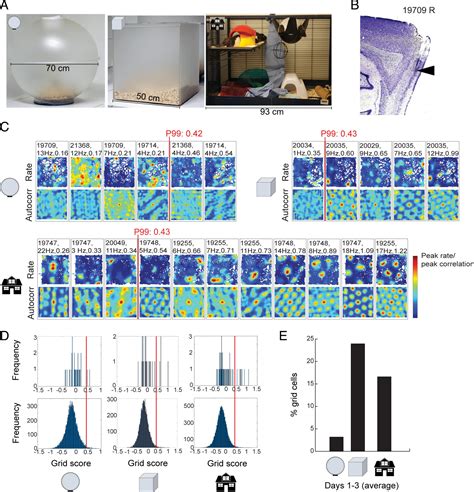 Grid Cells In Rats Deprived Of Geometric Experience During Development Pnas