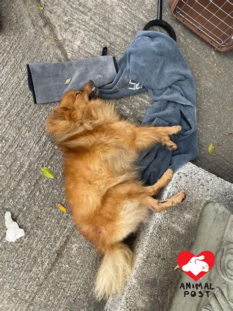 屯門鍾屋村松鼠狗疑因放養被車撞死 急尋狗主見狗狗最後一面 香港動物報 Hong Kong Animal Post