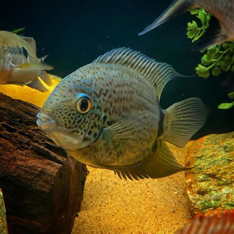 Cichlid Bros Cichlidbros Posted On Instagram “the Turquoise