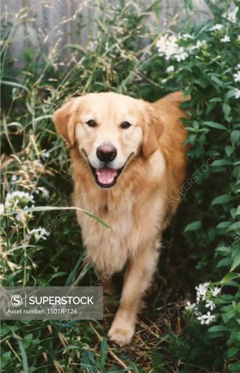 Golden Retriever Lying On Grass Superstock