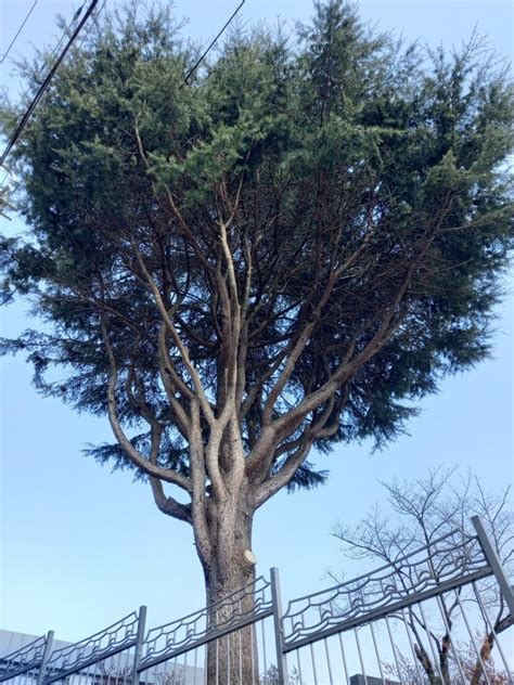 가지 많은 나무 뉴스트림