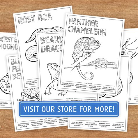 Printable Coloring Page Ball Python Includes Fun Facts Coloring
