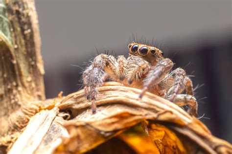 검은 색 배경으로 마른 가지에 점프 첨탑의 클로즈업 아침에 마른 잎에 노란색 거미의 선택적 초점 0명에 대한 스톡 사진 및 기타