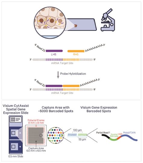 10x Genomics Guide To Getting Started Biotechnology Center Uwmadison