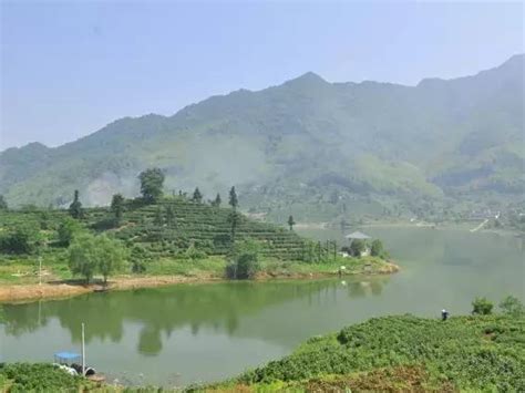 茶旅世界·最美茶园参评丨猴坑山水茶庄