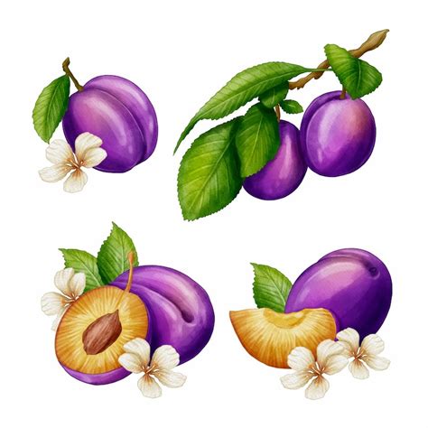 Images De Prune 3d Téléchargement Gratuit Sur Freepik