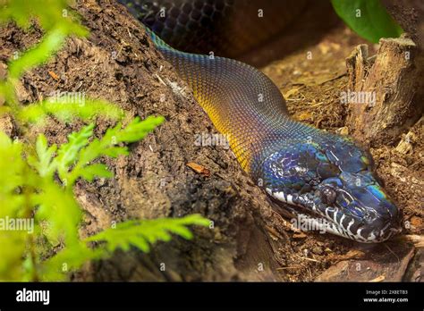 Dalbertis Python Leiopython Albertisii Banque De Photographies Et D