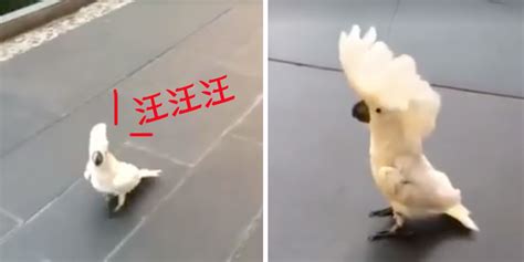 白鸚鵡一開口竟然是發出超逼真「狗叫聲」！網友一看全笑翻