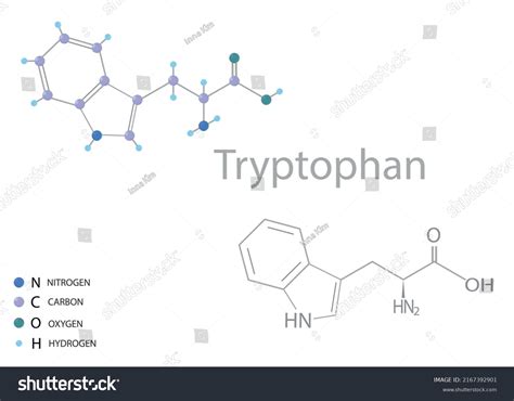 Tryptophan Molecular Skeletal D Chemical Formula Stock Vector Royalty Free