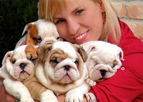 Canine Ovulation Timing Chart Ovulation Pause