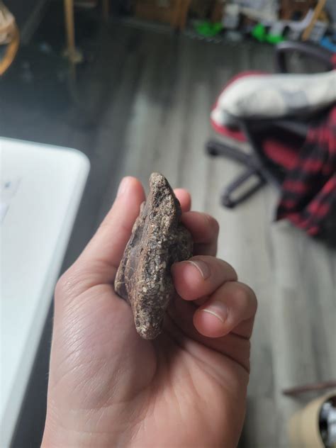 Protostega Scute Fossil Id The Fossil Forum