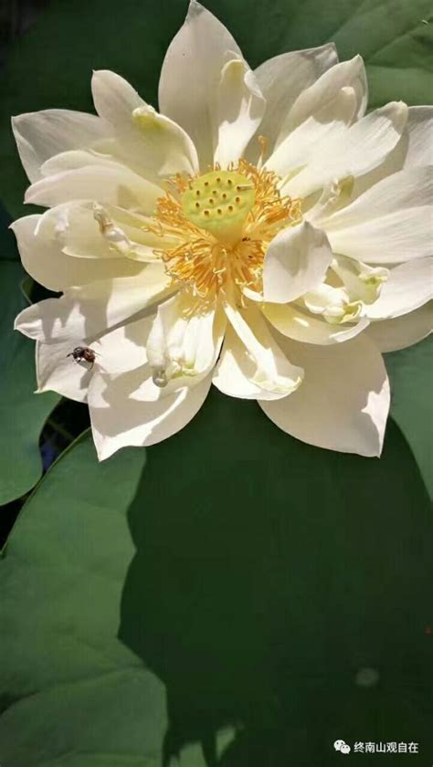 莲花坡禅意莲花最美的莲花图片大全大山谷图库