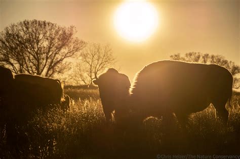 Photos Of The Week November 27 2020 The Prairie Ecologist