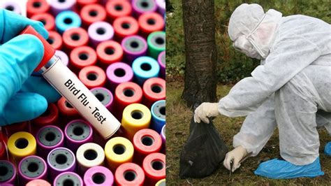Bird Flu Cases Reported In Kerala S Alappuzha Here Are Some Preventive