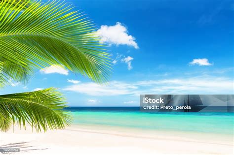 青い空と美しいビーチに対するココナッツヤシの木 浜辺のストックフォトや画像を多数ご用意 浜辺 リラクゼーション 波形パターン