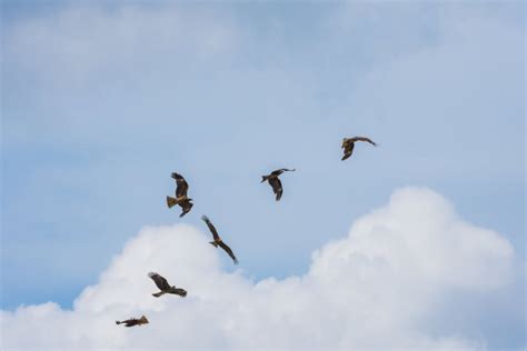 保育類黑鳶族群穩定成長 879隻創30年新高農業 僑務電子報