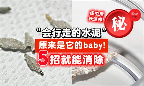 家里突然出现很多这个一次揭晓「它的真面目」⚡5大招教你如何消灭它！