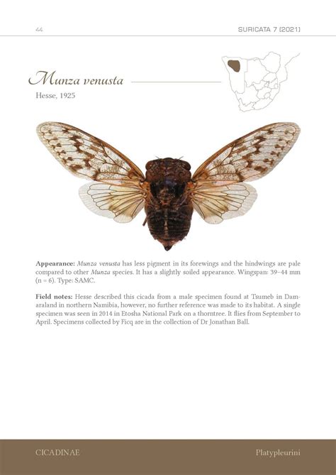 Cicadas Of Southern Africa Veldshopnl