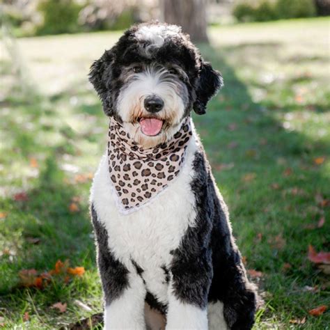 Upcoming Litters — Vondoodles