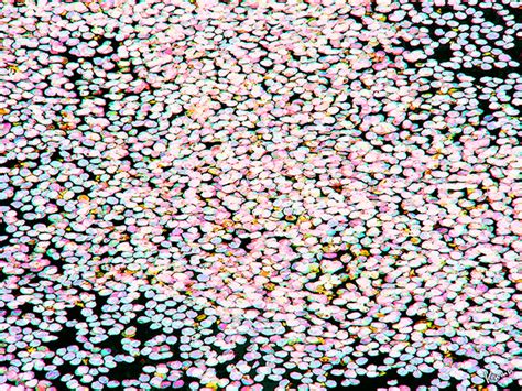 Sakura Sakura On Behance