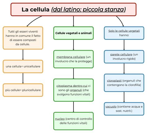 La Cellula Dal Latino Piccola Stanza Mappa E Riassunto