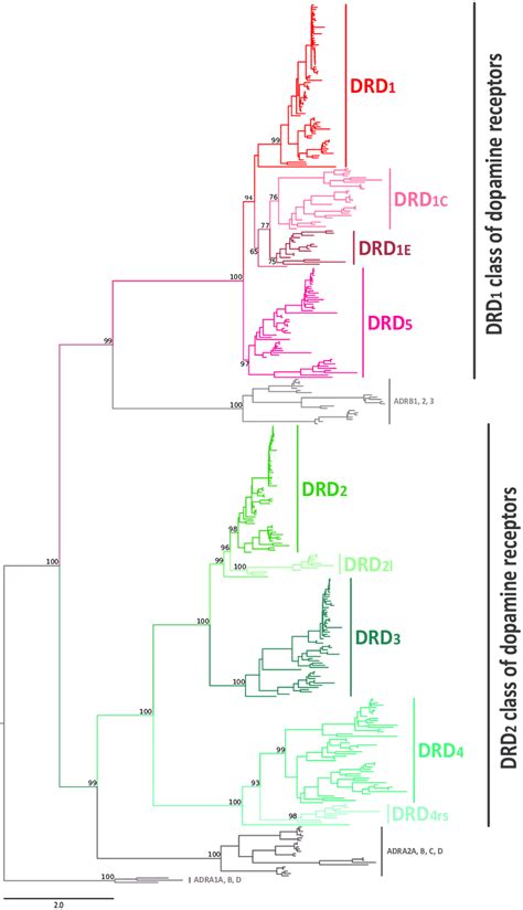Maximum Likelihood Tree Depicting Evolutionary Relationships Among Download Scientific Diagram