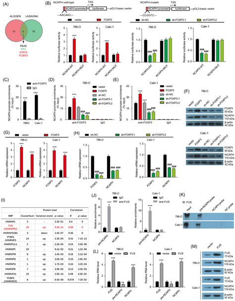 Foxp3 And Fus Promote The Transcription And Maturation Of Non‐smc