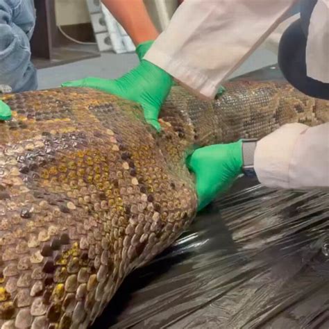 Five Foot Alligator Is Pulled Out Of The Stomach Of Enormous 18ft Python