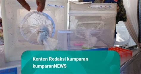 Ramai Isu Wolbachia Nyamuk Bill Gates Kemenkes Buka Suara Kumparan