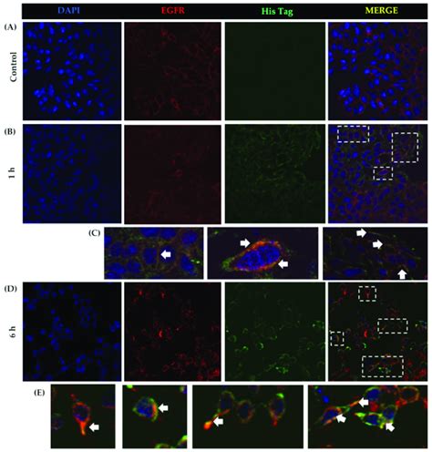 Colocalization Of Rtbl 1 And Egfr In Sw 480 Cell Membrane Sw 480 Cells