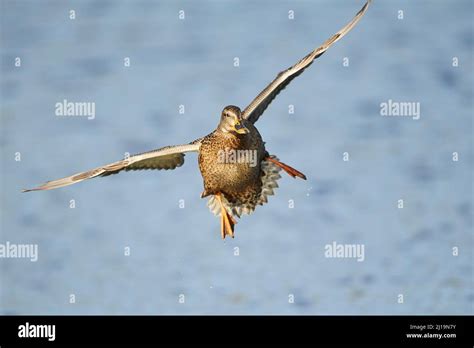Wild Duck Anas Platyrhynchos Landing In A Lake Bavaria Germany