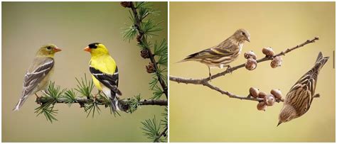 Goldfinch Or Pine Siskin How To Tell Whos At Your Feeders Nature