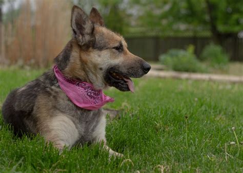 Adopt Me Candy The German Shepherd Adopted