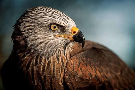 Hawk Vs Falcon Difference And Comparison