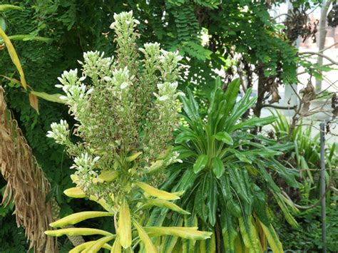 9月中旬の小石川植物園ヒガンバナや八重咲サルスベリが見頃 団塊人の散歩道