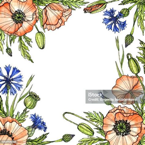 Kartu Bunga Liar Ilustrasi Tinta Dan Cat Air Bunga Poppy Cornflowers